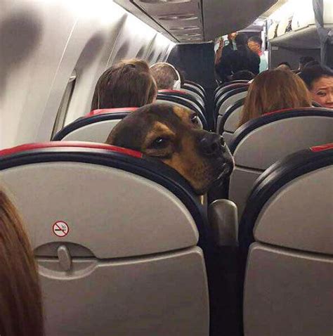 Airline Passengers Captured These Funny Photos Artofit