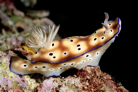 Nudibranchs Facts The Colorful And Diverse World Of Nudibranchs