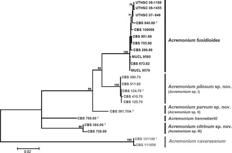 a maximum composite likelihood tree based on analysis produced from the