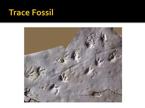 Laws Of Geologic History Ppt Download