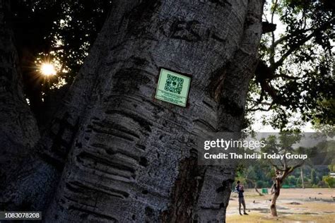 Tree Of Codes Photos And Premium High Res Pictures Getty Images