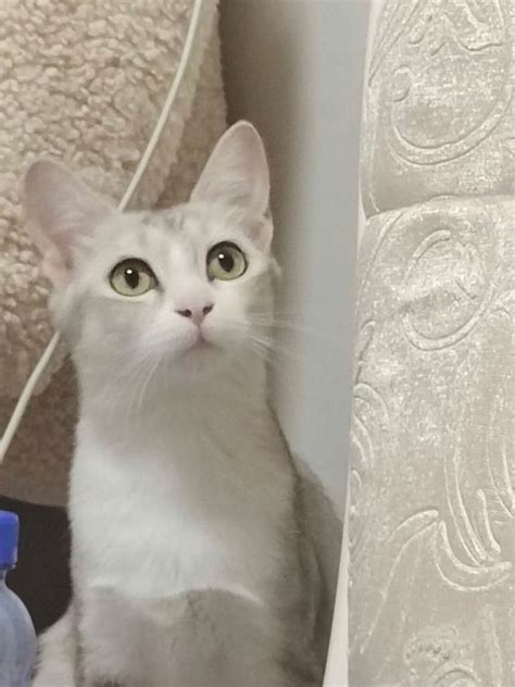 萌新求助 第一次养猫的一些问题 Nga玩家社区