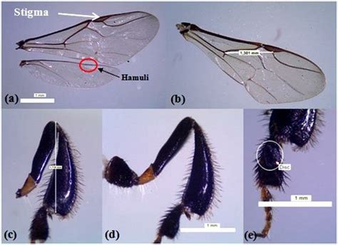 Wing And Legs Of Worker Stingless Bee Examined A Stigma Testaceous To