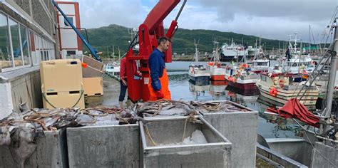 Her er det full fart på blåkveita Fine fangster og stor fisk