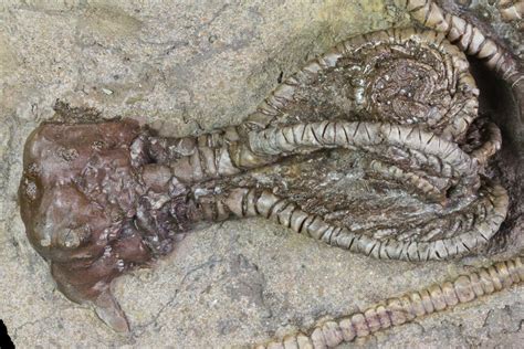 6 Plate Jimbacrinus Crinoid Fossils Australia Special Price