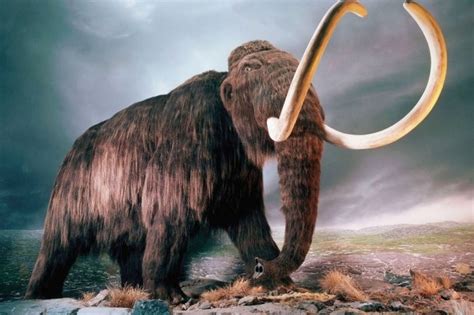 Создать мем "mammoth, мамонт, мамонт фото" - Картинки - Meme-arsenal.com