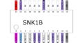 File SNK B Pinout Png NeoGeo Development Wiki
