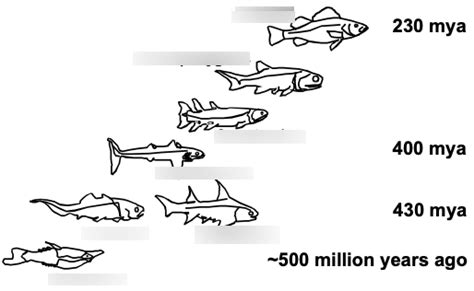 Lineage Diagram Diagram Quizlet