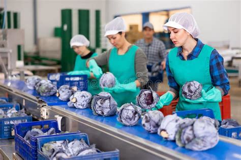 Team Of Female Workers Sorting Red Cabbage On The Conveyor Of A