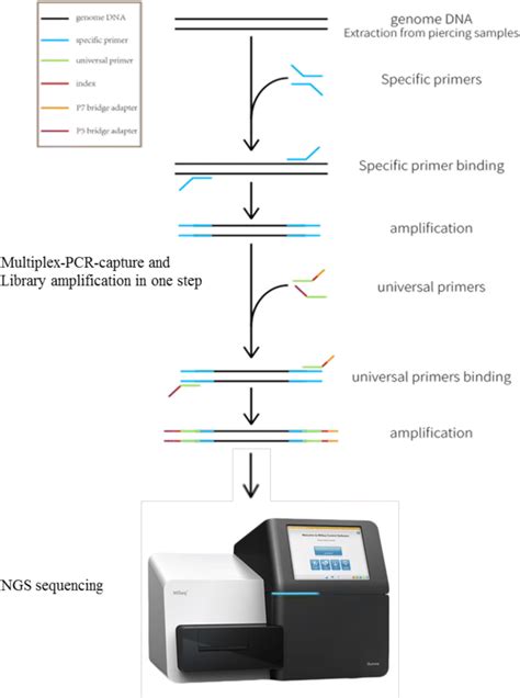 Multiple Pcr Targeted Enrichment And Next Generation Sequencing Download Scientific Diagram