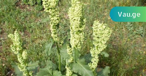 ჩიყვის მკურნალობაში ეს ნაცნობი მცენარე დაგეხმარებათ ვინ იცის მისი სახელწოდება Vap Ge