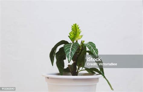실내 집 식물입니다 최소한의 개념 0명에 대한 스톡 사진 및 기타 이미지 0명 교육 녹색 Istock