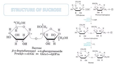 Biosynthesis Of Sucrose And Starch PPT