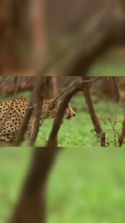 قوی بودن یا سریع بودن ، مسعله این است؟ Youtube