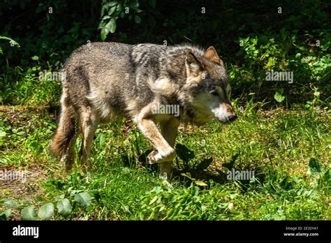 Der Wolf Canis Lupus Auch Bekannt Als Der Graue Wolf Oder Timber Wolf