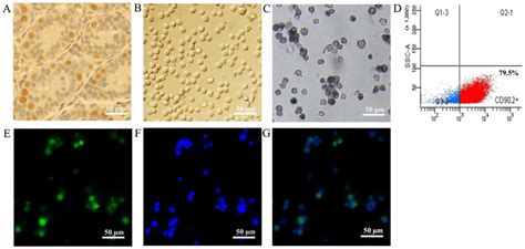 Isolation And Identification Of Mouse Spermatogonial Stem Cells