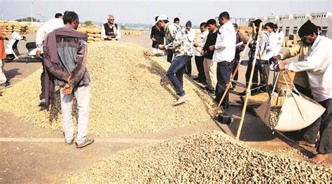 Its Peanuts For Gujarat Groundnut Farmers India News The Indian
