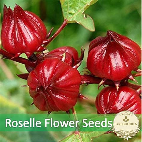 20pcs Seeds Roselle Hibiscus Flower Ribena Biji Benih Bunga Rosel 玫瑰茄 洛神花 Shopee Malaysia