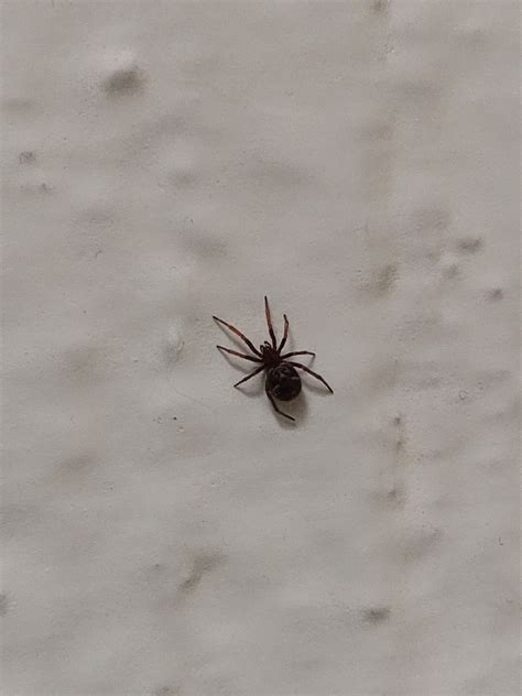 Southern Mexico Mom Wants To Know What It Is Rwhatsthisbug