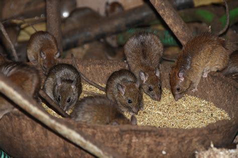 Différence entre un rat et une souris leurs caractéristiques