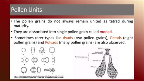 Pollen Morphology Exine Sculpturing Pollen Kittnpc And