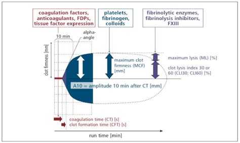 Rotem Coagulation Interpretation Dbqzp