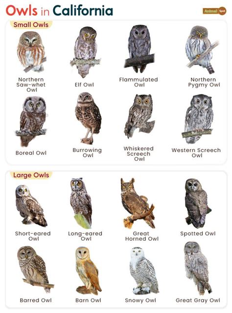 List Of Owls In California Facts Average Size Pictures