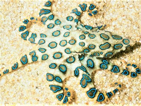 کدام حیوان جهان کشنده‌ترین سم را برای انسان دارد؟ کجارو