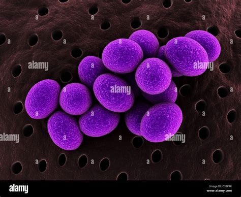 Staphylococcus Bacteria