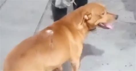 Perro Callejero Se Convirtió En Héroe Defendió A Una Mujer En Medio De Un Atraco Y Espantó A