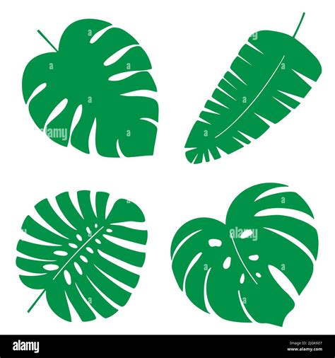 Tropical Leaves Vector Collection On The White Background Stock Vector