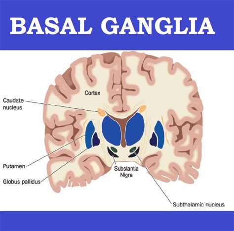 Basal Ganglia Scientific Psychology