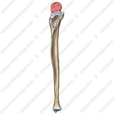 Ulna Easy Anatomy D