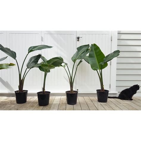 Bird Of Paradise Strelitzia Nicolai For Indoors Plantandpot Nz