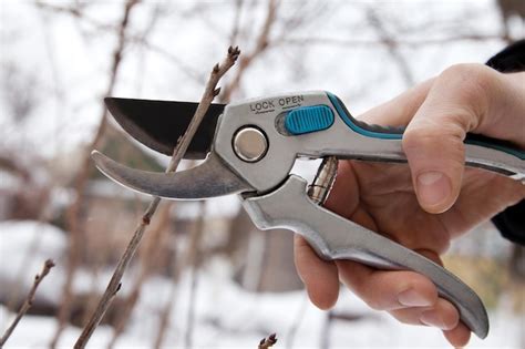 Premium Photo Pruning Trees And Shrubs