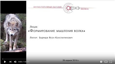 Ясон Бадридзе: "Формирование мышления волка"