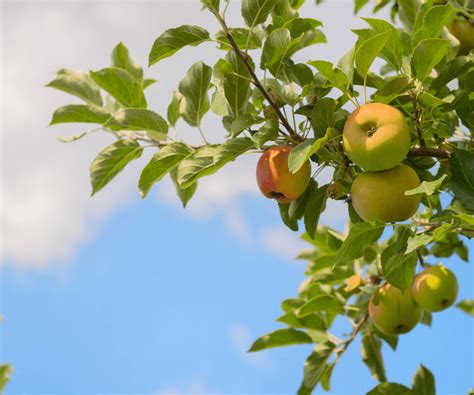 Les arbres fruitiers nains Une récolte gourmande tout au long de l