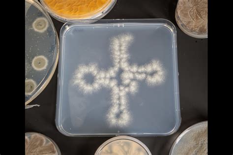 Rna Modifications And Fungal Resistance New Research