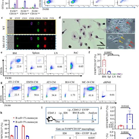 B Cell And Macrophage Marker Co Expressing Cells Present In The Tib And