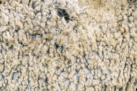 Premium Photo Sheep Wool Texture Golden Fleece Sheep Fur