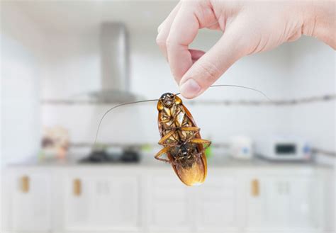 Basic Factors To Cockroach Control Gujarat Pest Control Services
