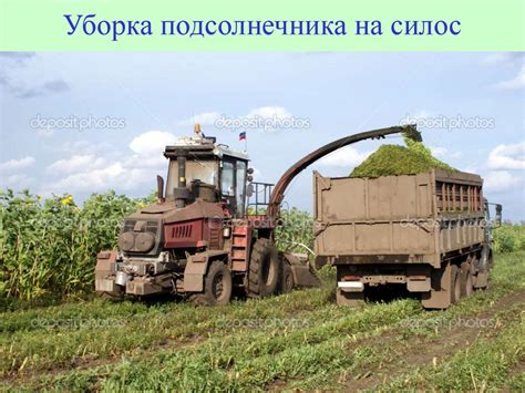 Технология производства кукурузы и подсолнечника презентация онлайн