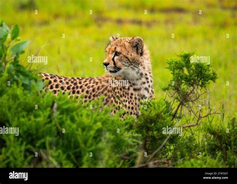 Cheetahs Acinonyx Jubatus In Green Grass After Rain Samburu County