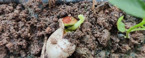菠萝蜜的种植方法，种植前需浸种1 2天 新三农