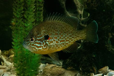 Sea Wonder Pumpkinseedfish National Marine Sanctuary Foundation