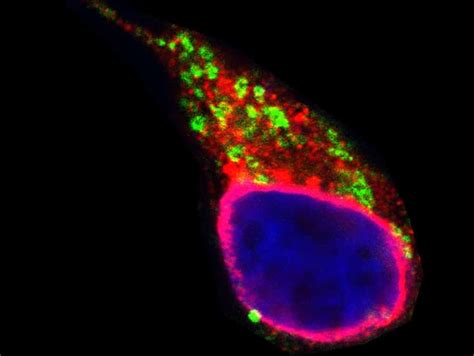 Pulling The Proteins Tail Hayadan Hayadan