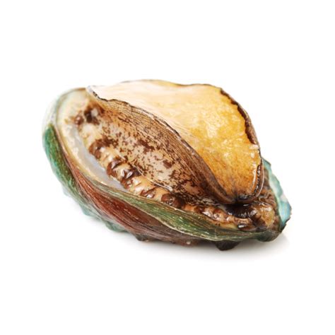 Live Abalone