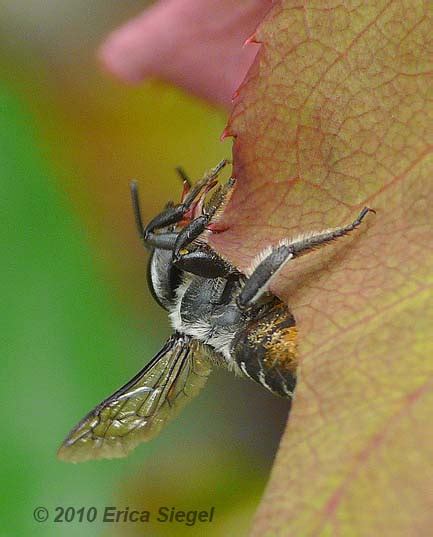 Leafcutter Bees Megachile