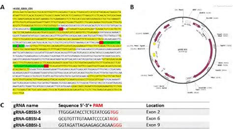 A Coding Sequence Of The Gbssi Gene With Grnas Highlighted In Green