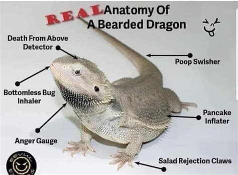 Bearded Dragon Anatomy Anatomy Of A Bearded Dragon Bearded Dragon